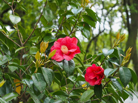 Common Camellia Images – Browse 1,350 Stock Photos, Vectors, and Video ...