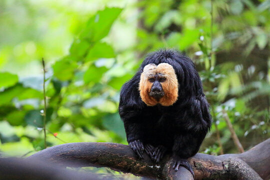 "Saki Monkey" Images – Browse 4,874 Stock Photos, Vectors, and Video ...