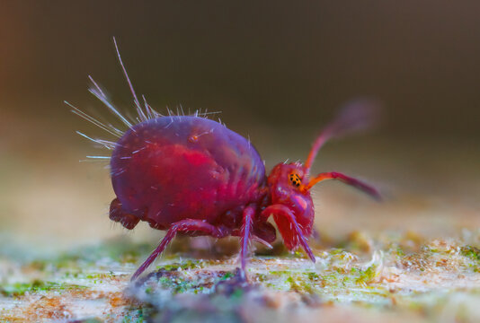รูปภาพSpringtail – เลือกดูภาพถ่ายสต็อก เวกเตอร์ และวิดีโอ1,212 | Adobe ...