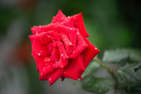 "Rose Rouge" Images – Browse 925 Stock Photos, Vectors, and Video ...