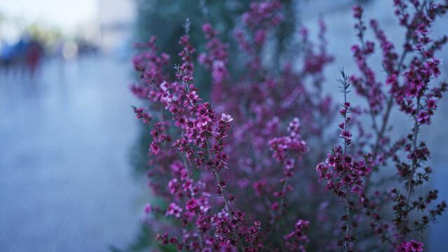 "Erica - Images et vidéos libres de droits | Adobe Stock