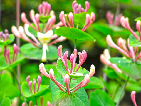 "Lonicera Caprifolium" Images – Browse 746 Stock Photos, Vectors, and ...