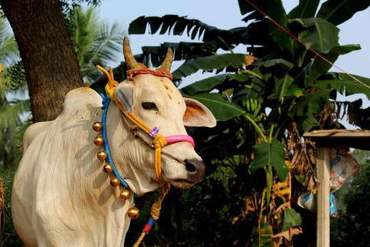 Indicine Cattle"」の写真素材 | 7,865件の無料イラスト画像 | Adobe Stock