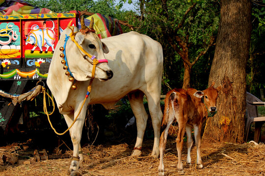 Indicine Cattle"」の写真素材 | 7,865件の無料イラスト画像 | Adobe Stock