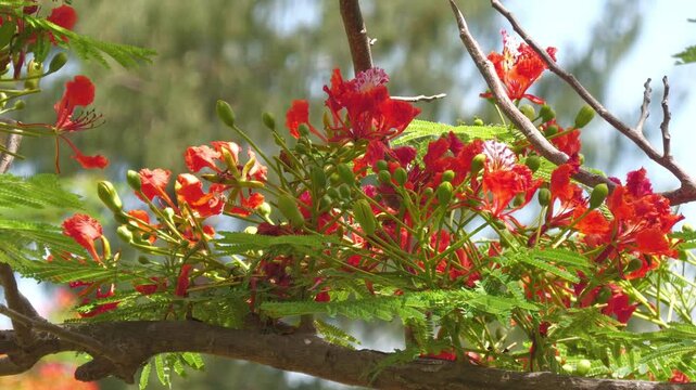 fire tree flower drawing
