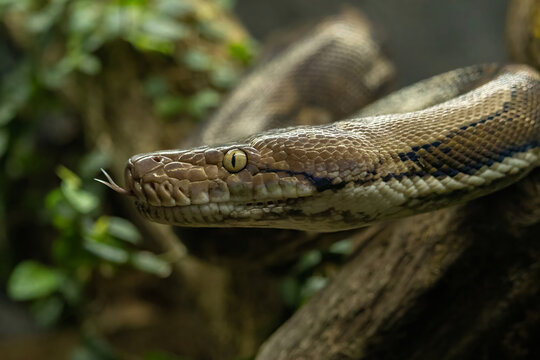 "Asiatic Reticulated Python" Images – Browse 2,333 Stock Photos ...