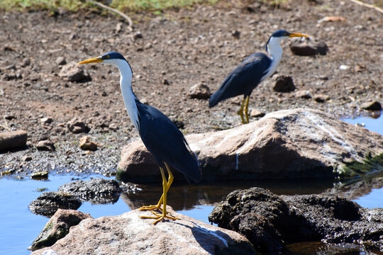 "Yellow Legs" Images – Browse 1,351 Stock Photos, Vectors, and Video ...
