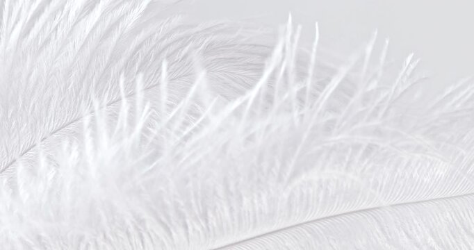 feather background white