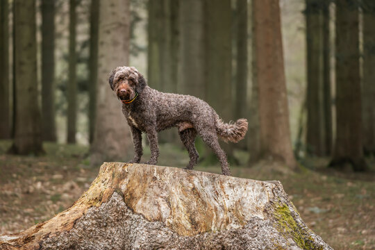 springerpoo dog