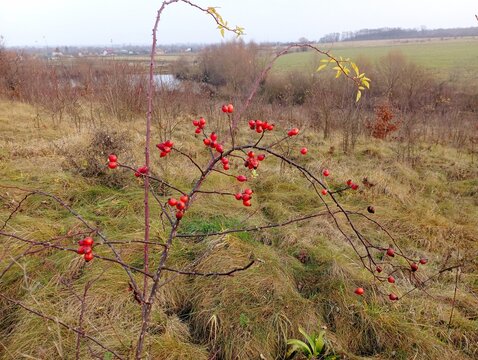 "Single Bush" Images – Browse 14 Stock Photos, Vectors, and Video ...