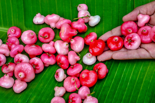 "Rose Apple" Images – Browse 11,500 Stock Photos, Vectors, and Video ...