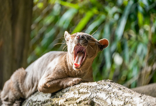 "Fossa-Bilder: Stock-Fotos & -Videos. | Adobe Stock