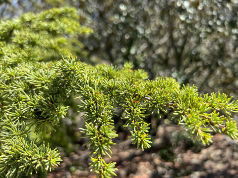 "Lebanon Cedar" Images – Browse 2,041 Stock Photos, Vectors, and Video ...