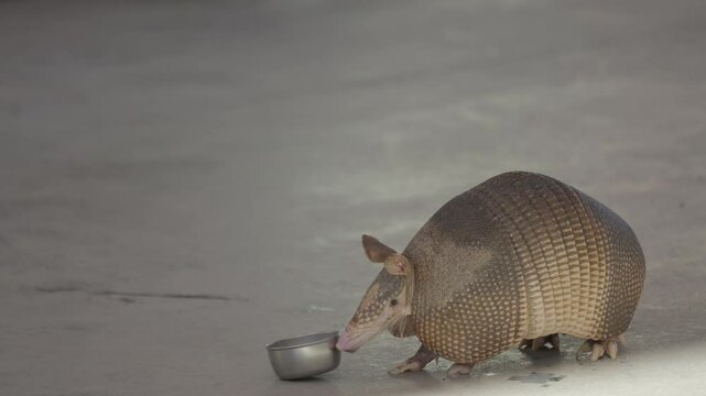 Armadillo Images – Browse 27,184 Stock Photos, Vectors, and Video ...