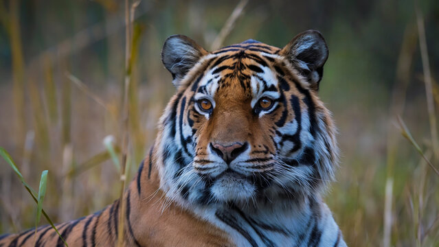 Tiger Face Hd Images Freepik Free Trial - Infoupdate.org