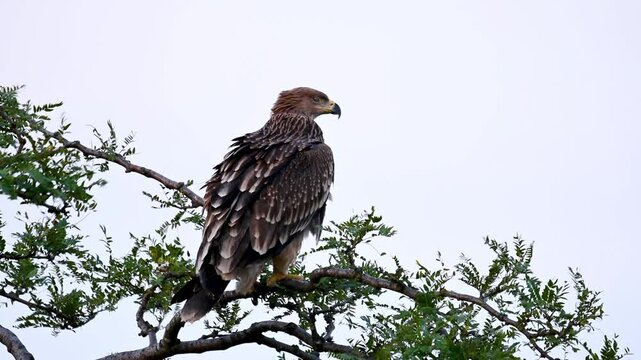 "Imperial Eagle" Imagens – Procure 5,653 fotos, vetores e vídeos ...