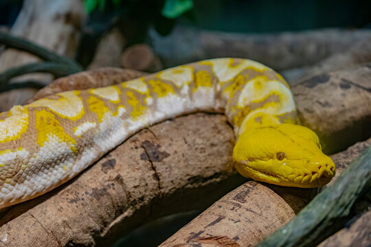 "Asiatic Reticulated Python" Images – Browse 2,333 Stock Photos ...