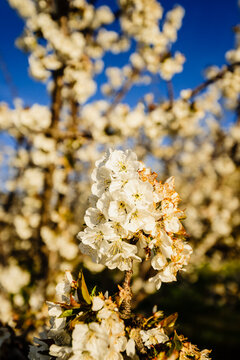 Picota-Bilder: Stock-Fotos & -Videos. | Adobe Stock