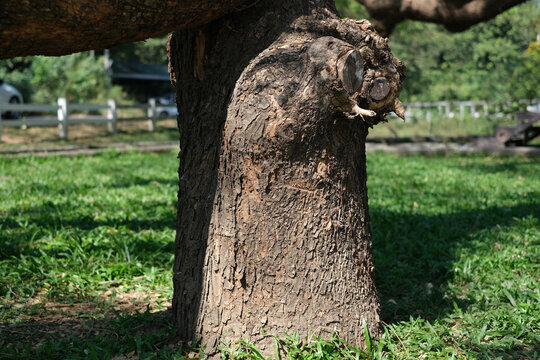 "Monkey Pod" Images – Browse 866 Stock Photos, Vectors, and Video ...