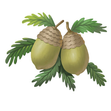 Clip Art Acorn