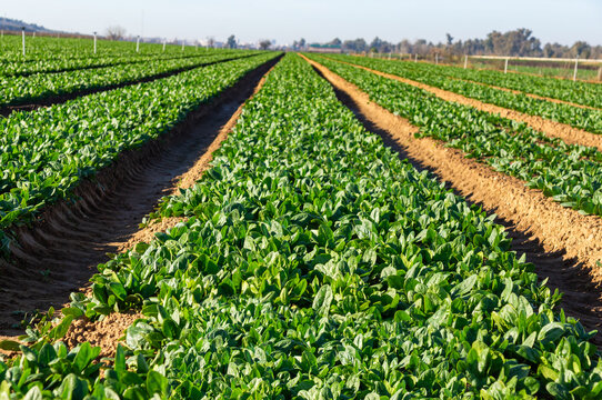 "Crop Plants"-Bilder: Stock-Fotos & -Videos. | Adobe Stock