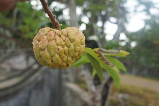 "Custard Apple Tree" Images – Browse 17,131 Stock Photos, Vectors, and ...