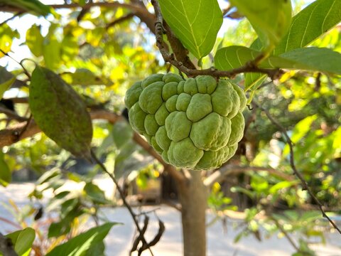 "Custard Apple Tree" Images – Browse 17,131 Stock Photos, Vectors, and ...