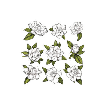 Gardenia Drawing