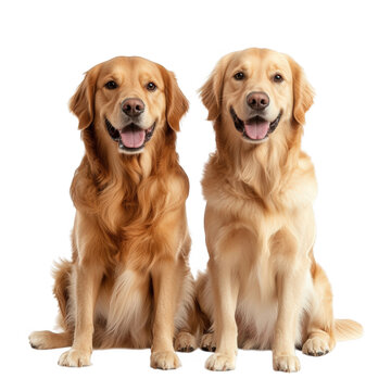 Make Puppies Out Of These 2 Dogs Images – Browse 7 Stock Photos ...