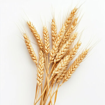 MicroTee photos, images, assets | Adobe Stock