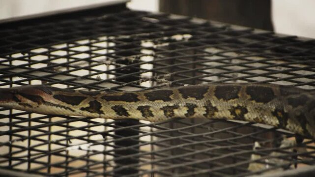 "Indian Rock Python" Images – Browse 966 Stock Photos, Vectors, and ...