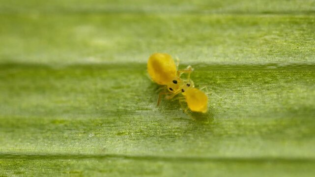 รูปภาพSpringtail – เลือกดูภาพถ่ายสต็อก เวกเตอร์ และวิดีโอ1,212 | Adobe ...