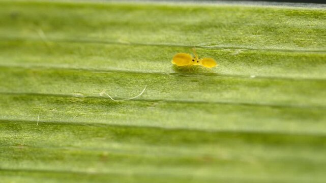 รูปภาพSpringtail – เลือกดูภาพถ่ายสต็อก เวกเตอร์ และวิดีโอ1,212 | Adobe ...