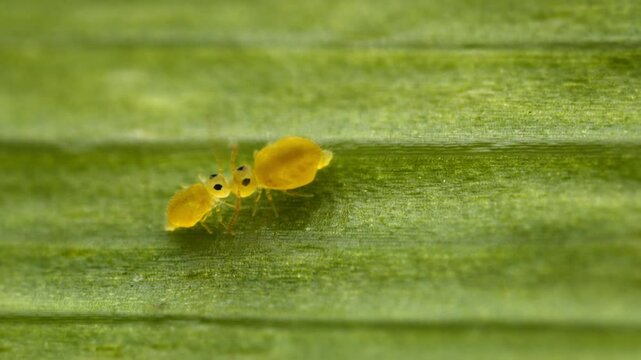 รูปภาพSpringtail – เลือกดูภาพถ่ายสต็อก เวกเตอร์ และวิดีโอ1,212 | Adobe ...
