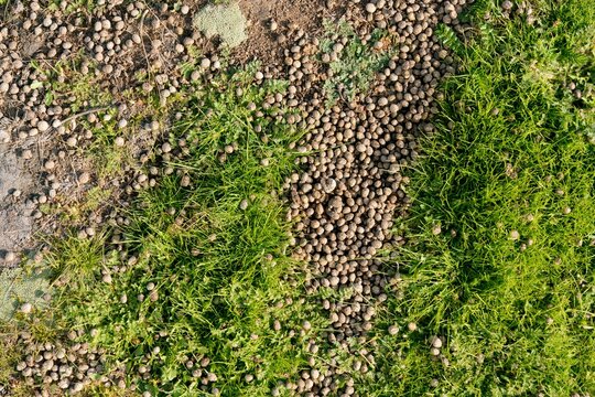 "Rabbit Droppings" Images – Browse 33 Stock Photos, Vectors, and Video ...