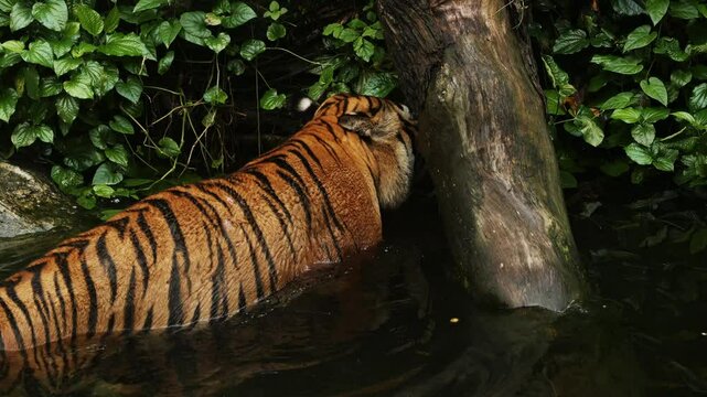 "Longshot Imagens – Procure 2,022 fotos, vetores e vídeos | Adobe Stock