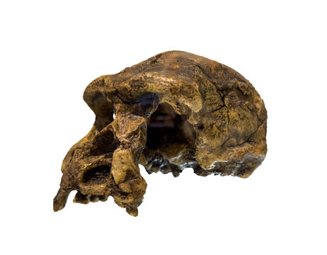 Imágenes de Homoerectus: descubre bancos de fotos, ilustraciones ...