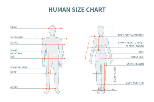 Body Measurement Chart Images – Browse 3,565 Stock Photos, Vectors, and ...