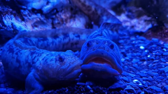 รูปภาพBullfish – เลือกดูภาพถ่ายสต็อก เวกเตอร์ และวิดีโอ26 | Adobe Stock