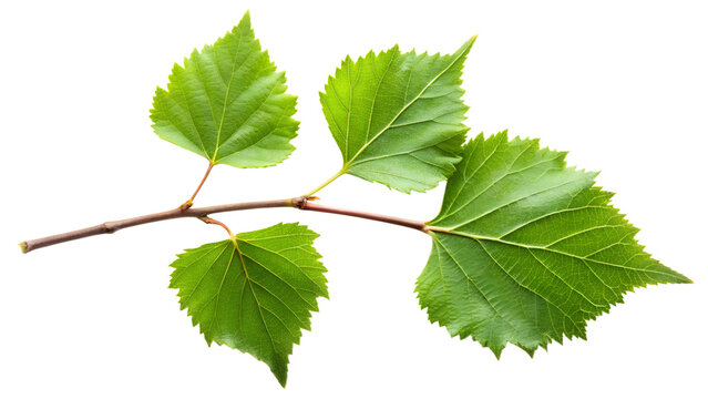 「ぶどうの葉」の写真素材 | 1,355,356件の無料イラスト画像 | Adobe Stock