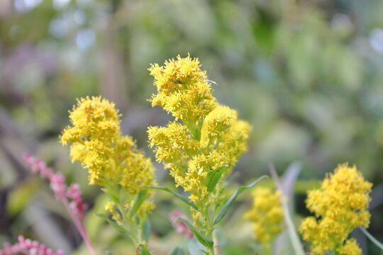 「黄色い花」の写真素材 | 598,077件の無料イラスト画像 | Adobe Stock
