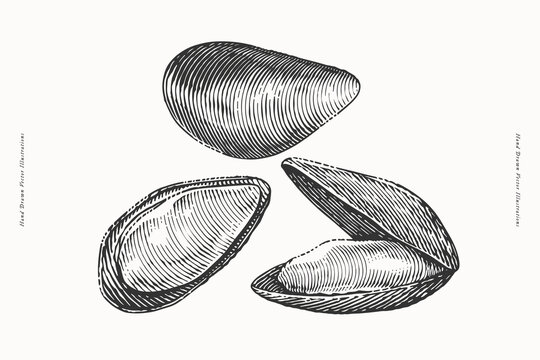 Clam Shell Packaging Images – Browse 1,518 Stock Photos, Vectors, and ...