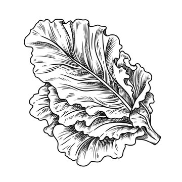 Lettuce Sketch Easy