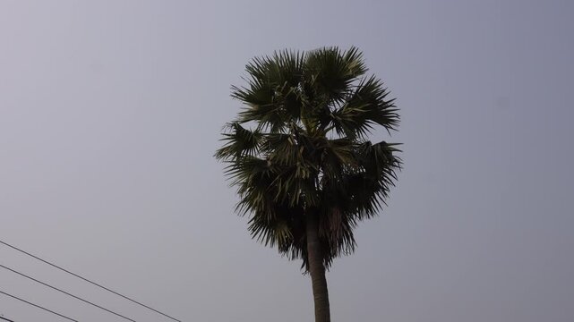 Treehead Stock Videos – 2 HD & 4K Footage Clips | Adobe Stock