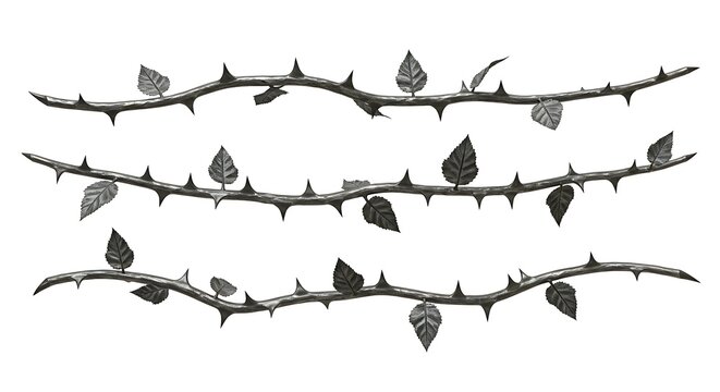 thorn vine border