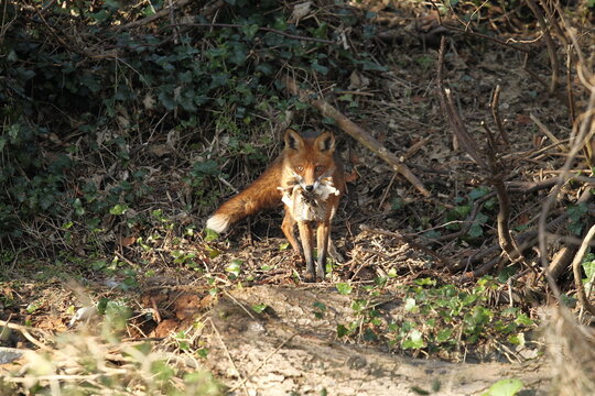 White Fox Animal Ireland Images – Browse 106 Stock Photos, Vectors, and ...