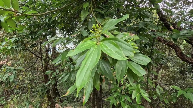 Tejpatta Images – Browse 428 Stock Photos, Vectors, and Video | Adobe Stock