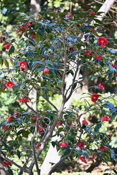 Common Camellia Images – Browse 1,350 Stock Photos, Vectors, and Video ...