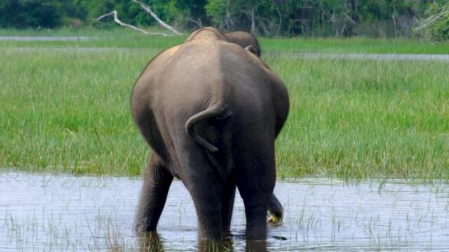 Elephant Bottom Images – Browse 1,242 Stock Photos, Vectors, and Video ...