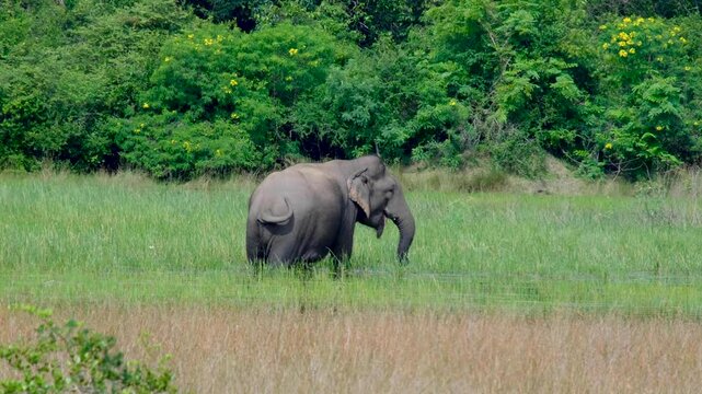 Elephant Bottom Images – Browse 1,242 Stock Photos, Vectors, and Video ...